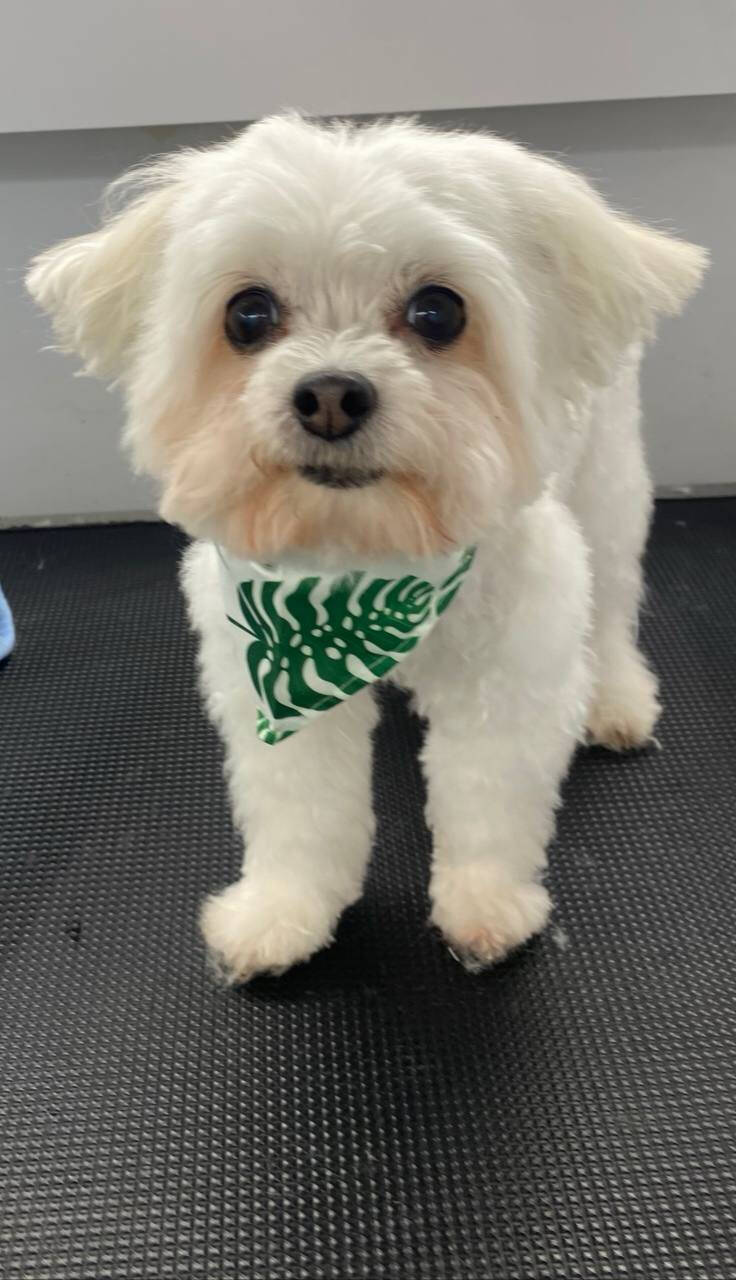 Mobile Pet Grooming - Appointments available | Mr Anthony Pet Grooming ...