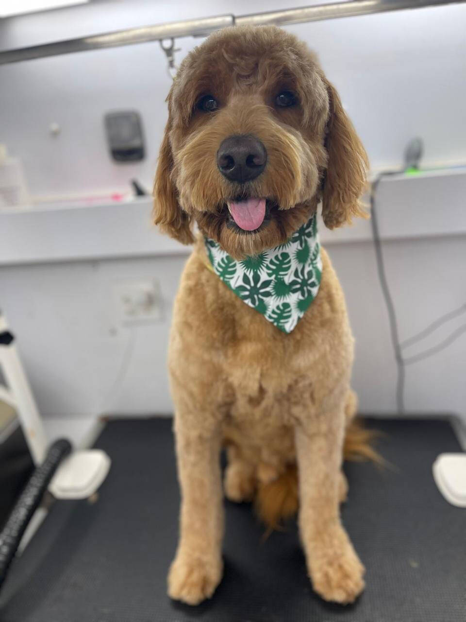 Mobile Pet Grooming - Appointments available | Mr Anthony Pet Grooming ...