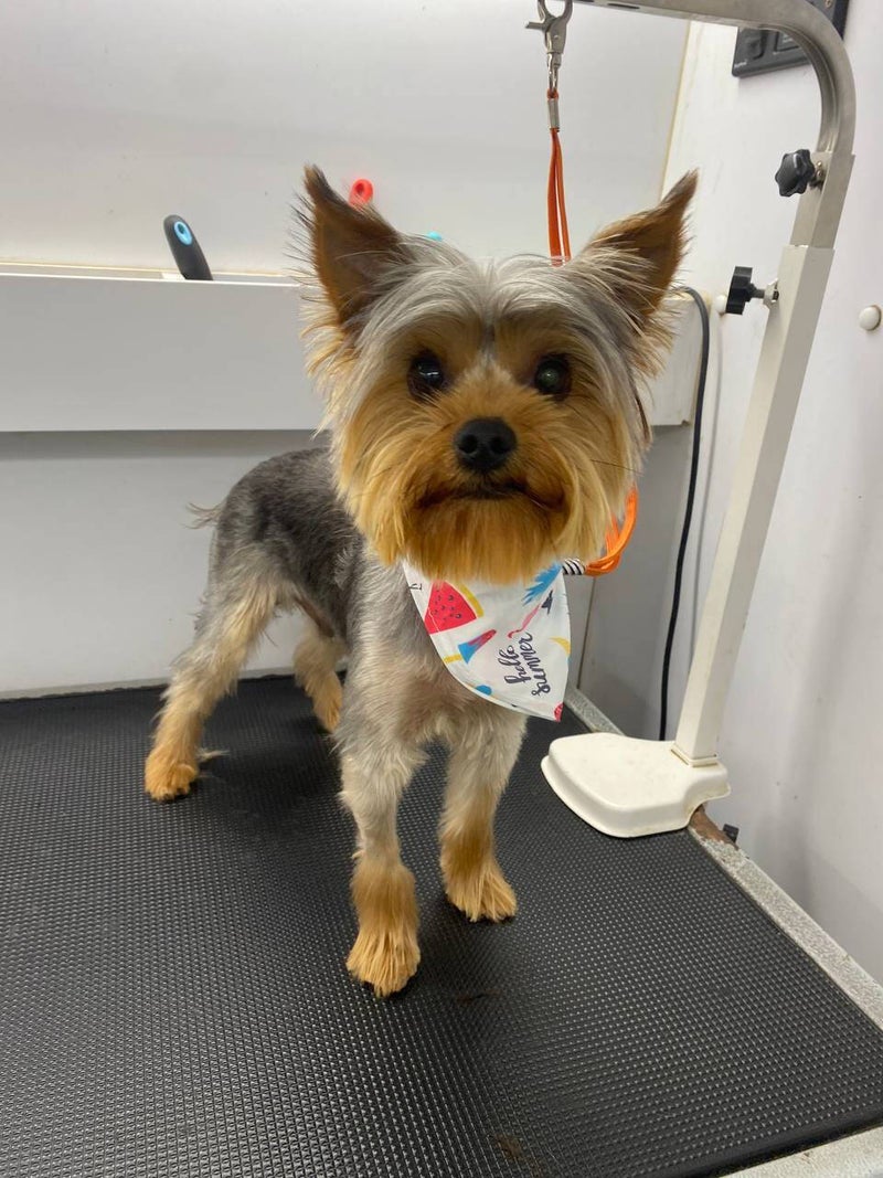 Mobile Pet Grooming - Appointments available | Mr Anthony Pet Grooming ...