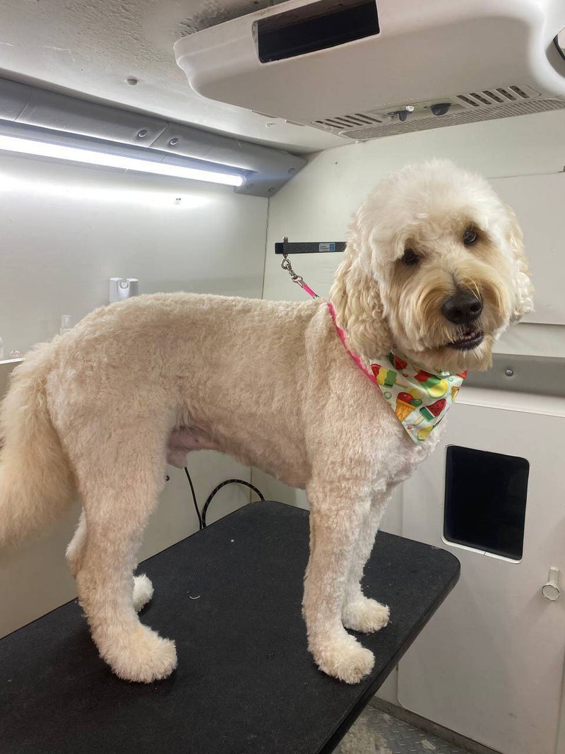 Mobile Pet Grooming - Appointments available | Mr Anthony Pet Grooming ...