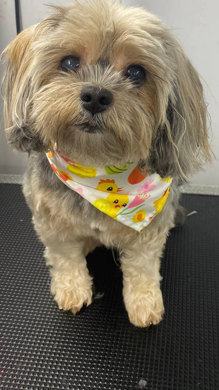 Mobile Pet Grooming - Appointments available | Mr Anthony Pet Grooming ...