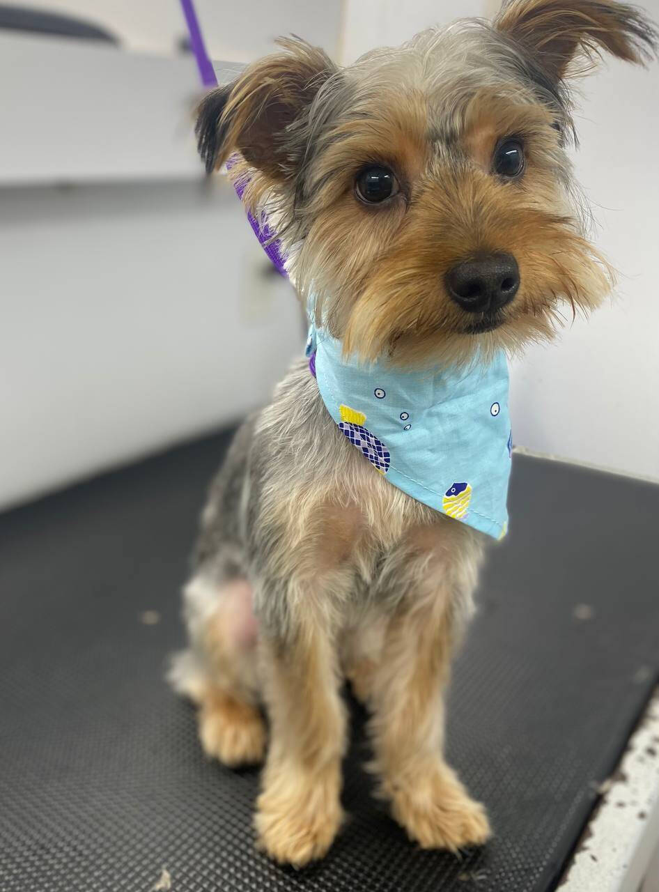 Mobile Pet Grooming - Appointments available | Mr Anthony Pet Grooming ...