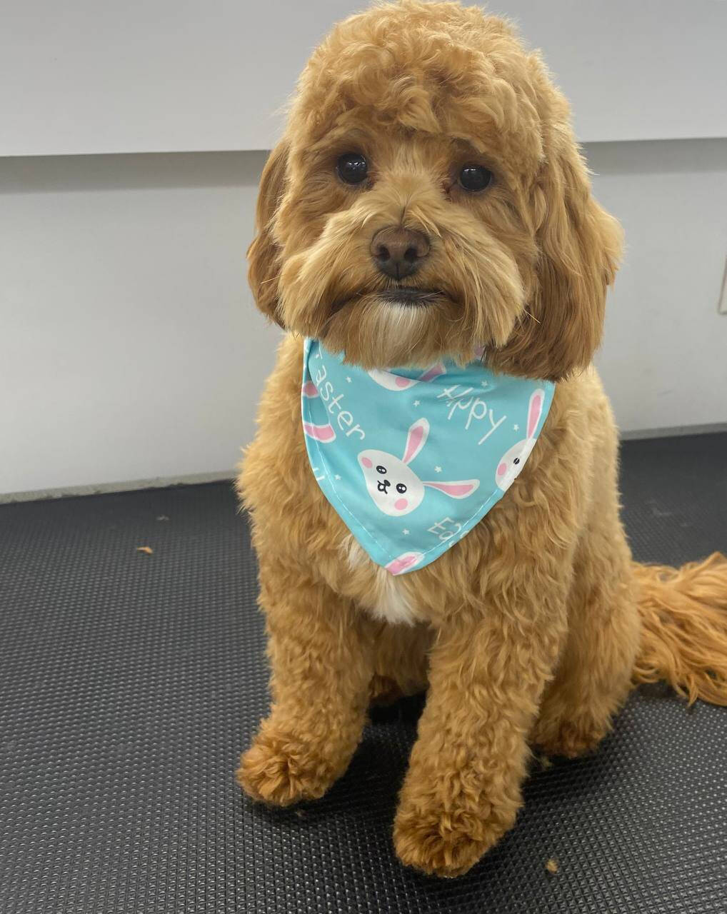 Mobile Pet Grooming - Appointments available | Mr Anthony Pet Grooming ...