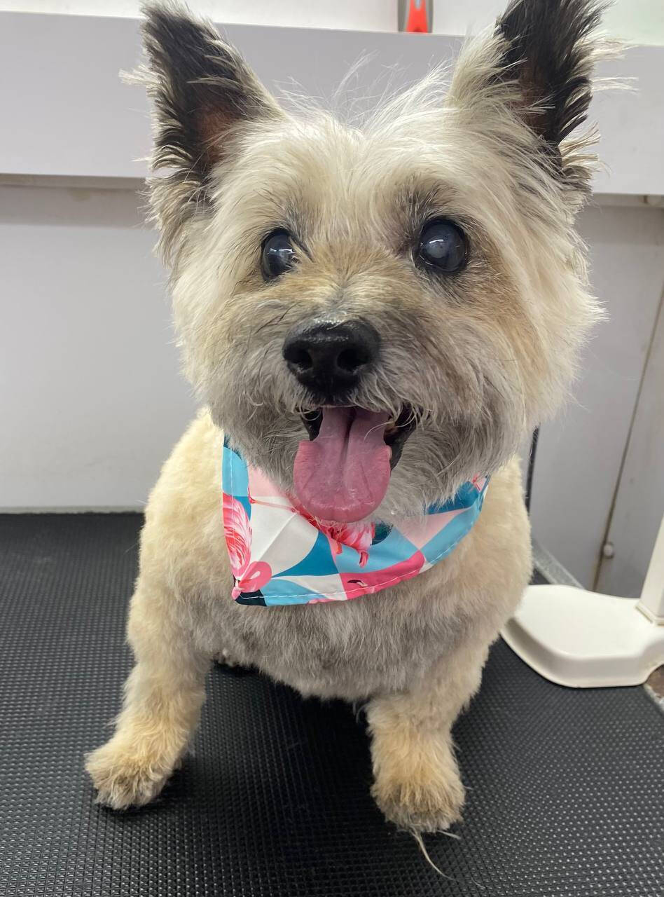 Mobile Pet Grooming - Appointments available | Mr Anthony Pet Grooming ...