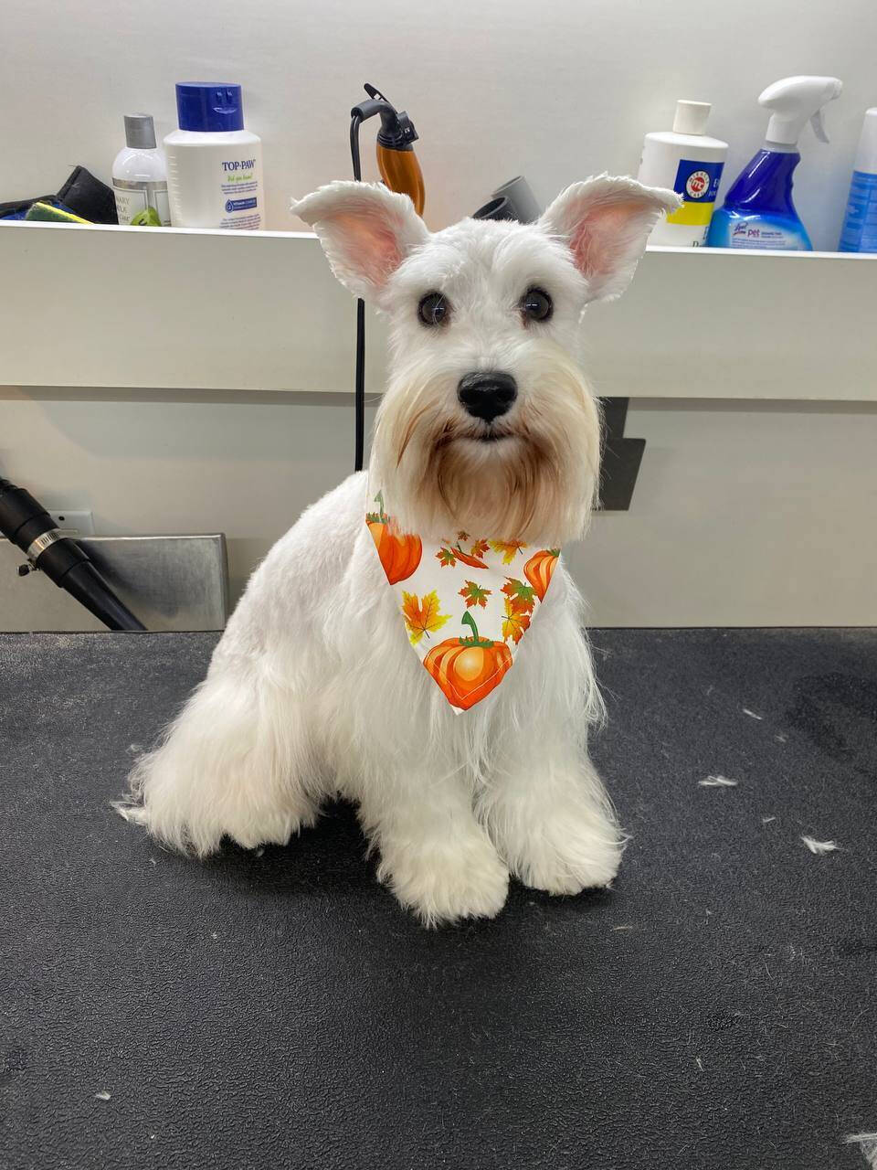 Mobile Pet Grooming - Appointments available | Mr Anthony Pet Grooming ...